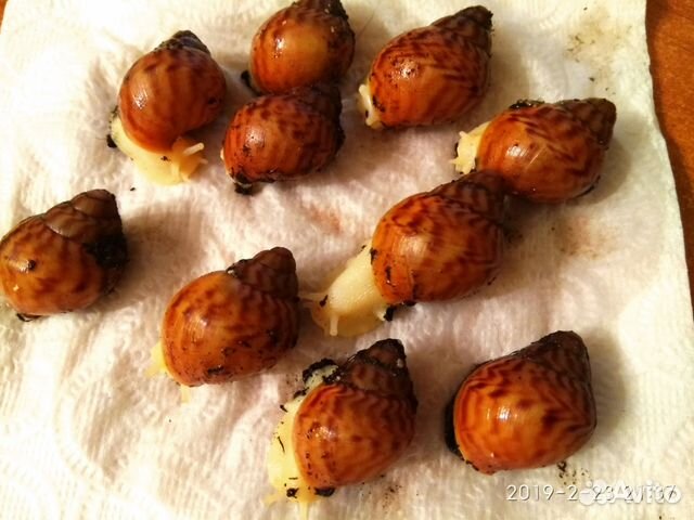 Ахатина ахатина альбино