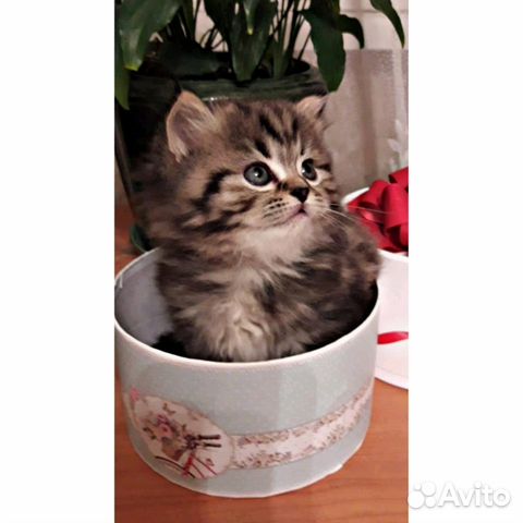 Шотландский котёнок