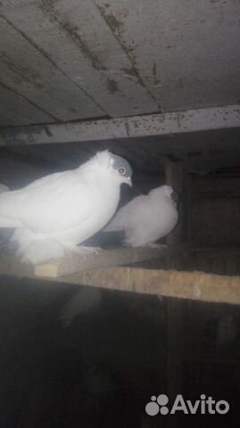 Продам голубей