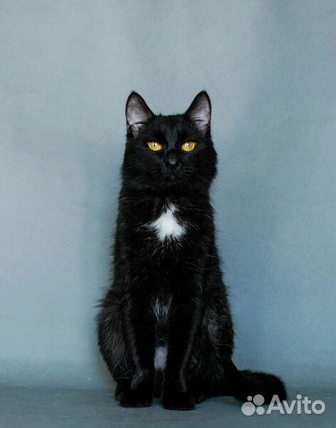 Котик Чарлик в хорошие руки