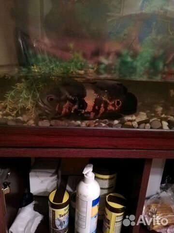 Рыба Астронотус тигровый