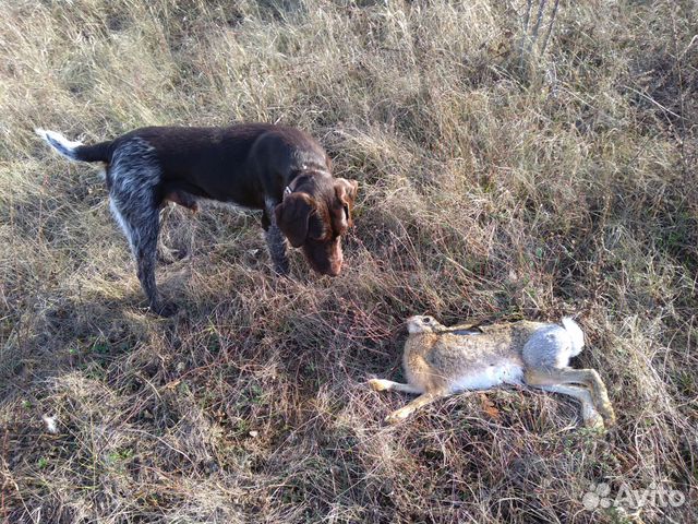 Продам щенков дратхаара