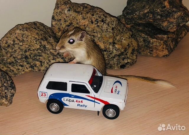 Монгольские песчанки