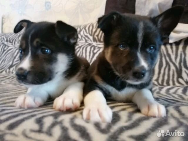 Сибирский хаски