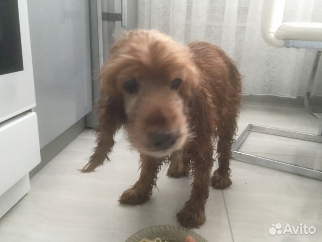 Отдам в добрые руки, девочка