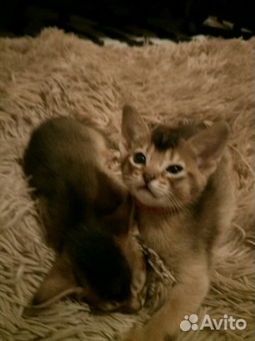 Абиссинская