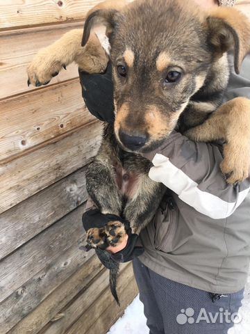 Щенок, кобель