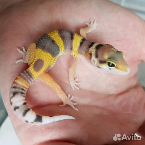 Эублефар Tangerine het Raptor