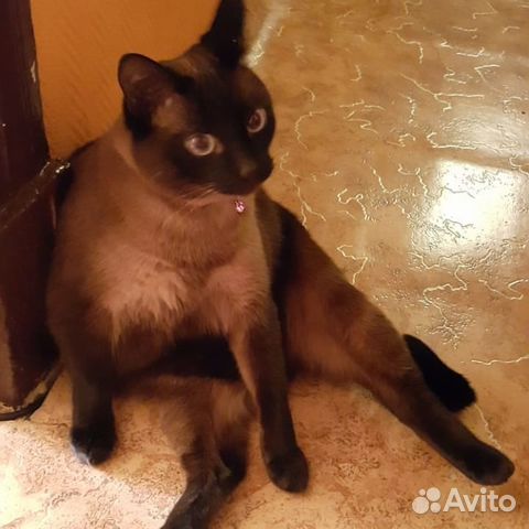 Сиамский кот