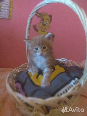 Котятки мейн кун