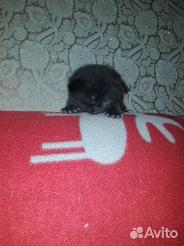 Котята шотландцы