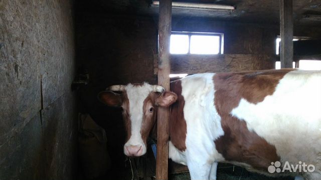 Бычок 1 год,Корова,Телочка