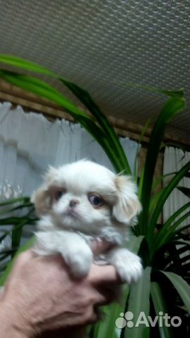 Очаровательнейшие детки японских хинов