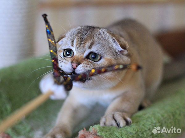 Кирюшка - тикированный котик