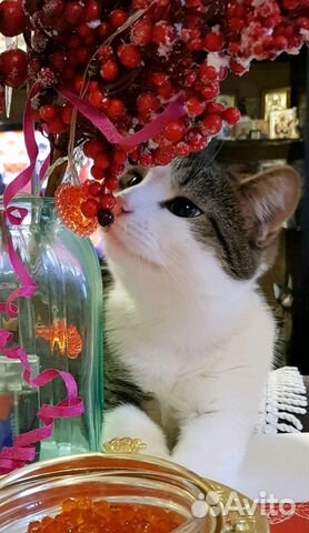 Кельтский принц в поиске своего Королевства