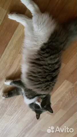 Кот Том