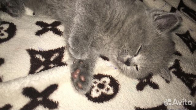 Шотландская прямоухоя кошечка