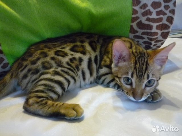 Вся наша жизнь-Игра Настоящие Бенгалы из питомника