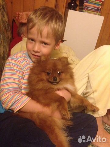 Вязка шпица