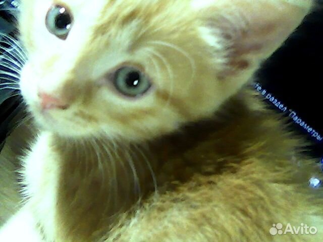 Котеночек в добрые руки Вы его искали, а он здесь