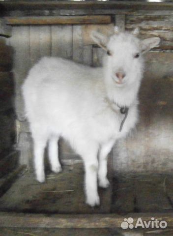 Козел породы Ламанча и годовалая козочка