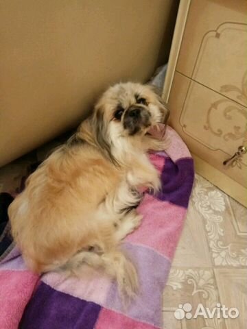Найден пекинес