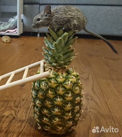 Дегу, дегусята с клеткой витриной