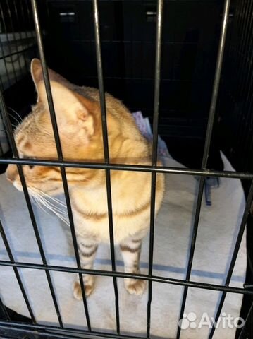 Кошка бенгалка