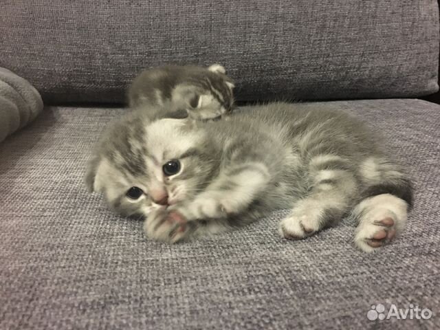 Шотландские вислоухие котята