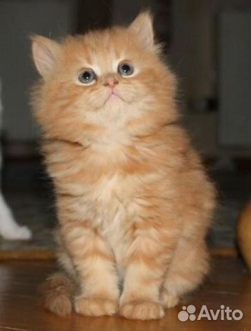 Шикарные пушистики