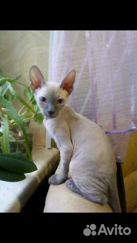 Донской сфинкс