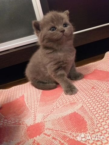 Британские котята