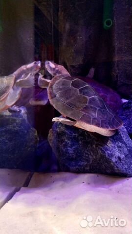 Эмидура краснобрюхая