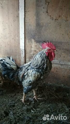 Продам молодых петухов