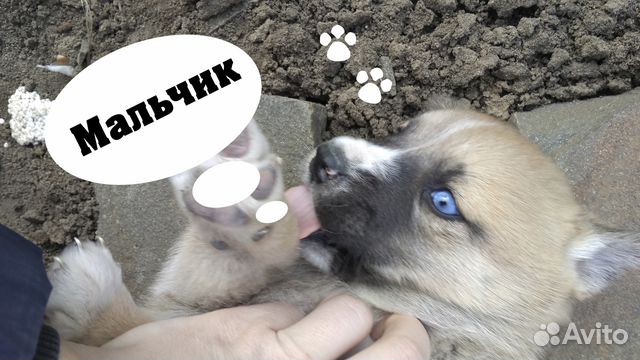 Отдадим милых щенков