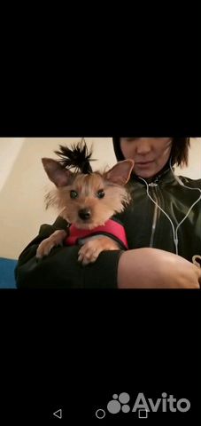 Продам собачку Йоркширский терьер