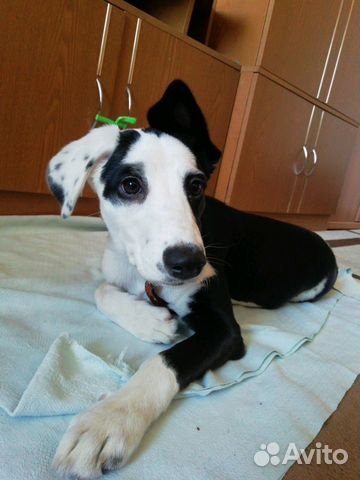 Продам щенка спаниеля