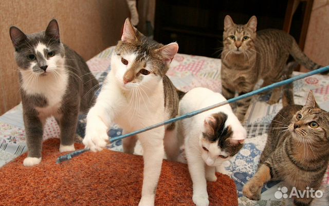 Смешной котик-подросток, 6 мес