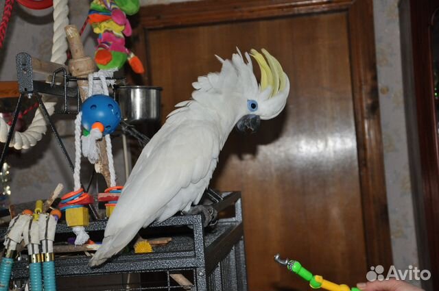 Синеочковый Какаду