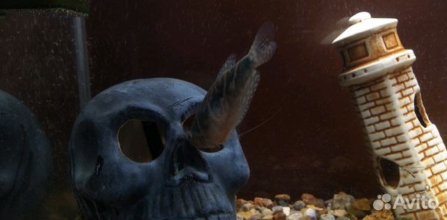 Мраморная гурами самка(продажа или обмен на растен