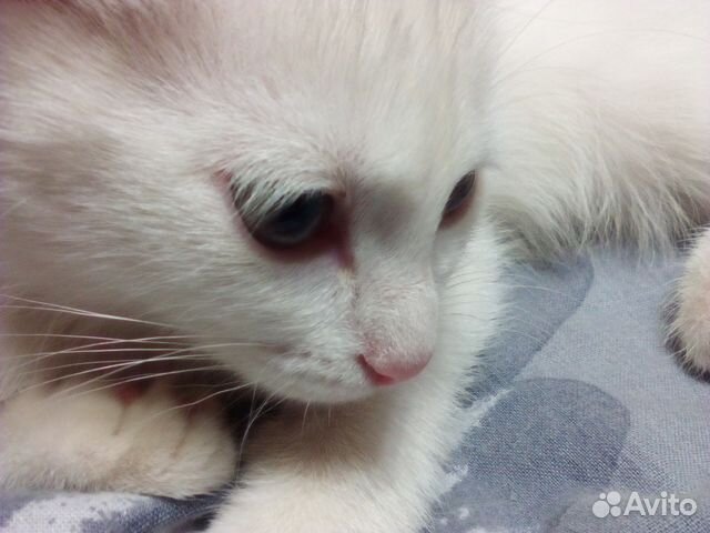 Белая кошечка Шуша - альбинос