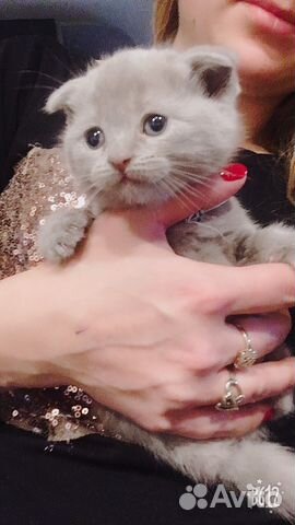 Шотландские котята