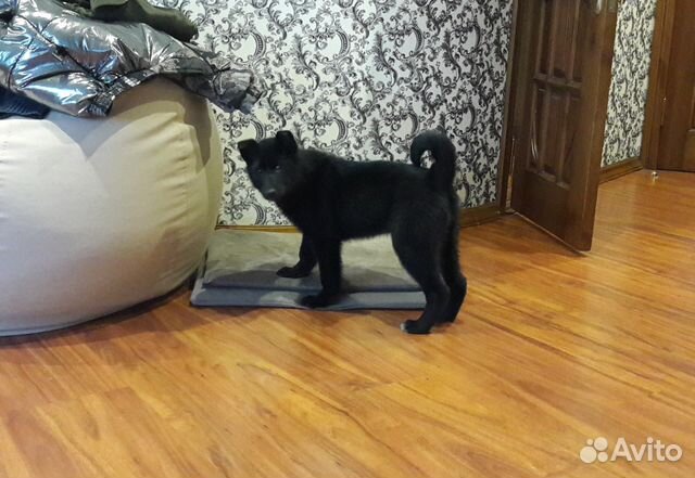 Щенок восточно-сибирской лайки