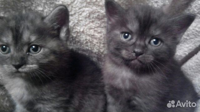 Британские чертятки