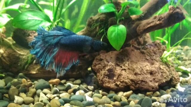 Рыба петушок Халф мун Halfmoon 6 месяцев