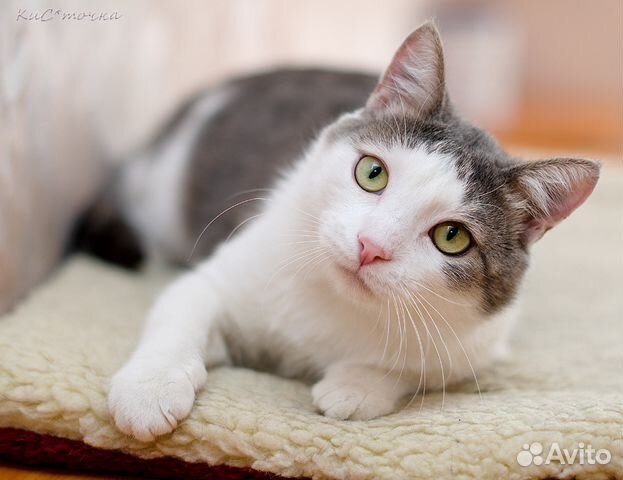 Котик Алекс, 8 месяцев, кастрирован