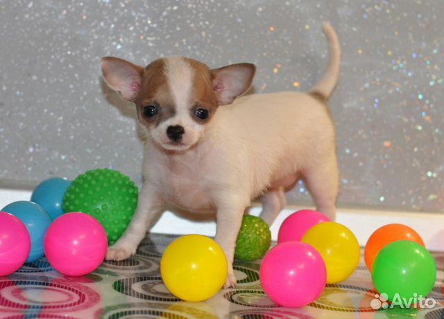 Мои девочки-припевочки