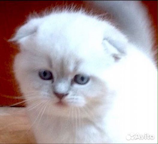 Вислоухие котята