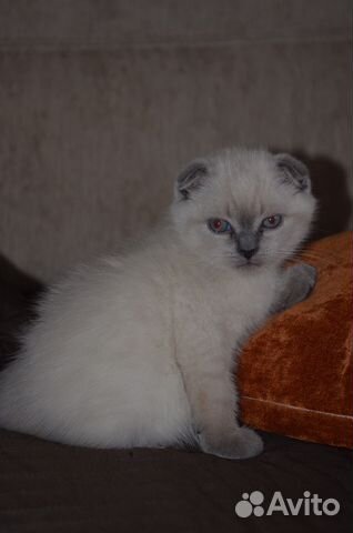 Замечательный Шотландский вислоухий котик мальчик