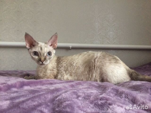 Молодая клубная кошечка породы Девон Рекс